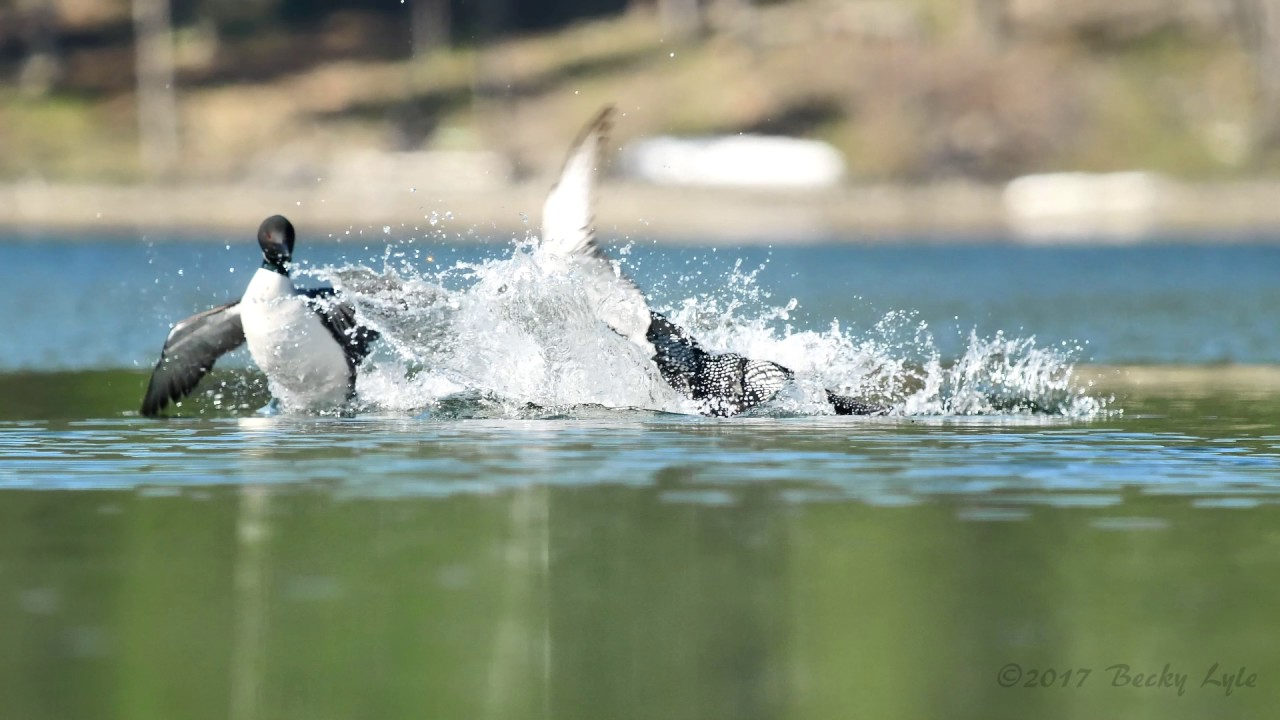 Common-Loon (Gavia immer) Fight - NW Washington State - YouTube