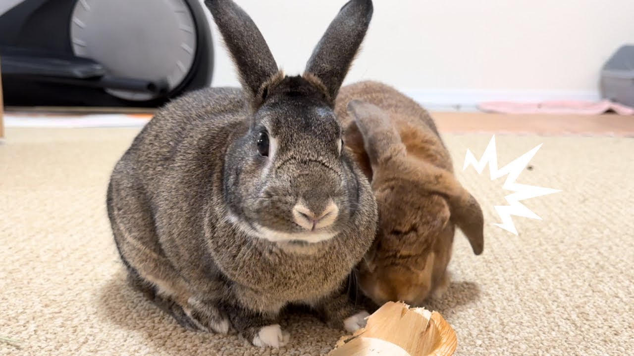 Rabbit who Attracts Spiders? 🐰😅🕷️ - YouTube