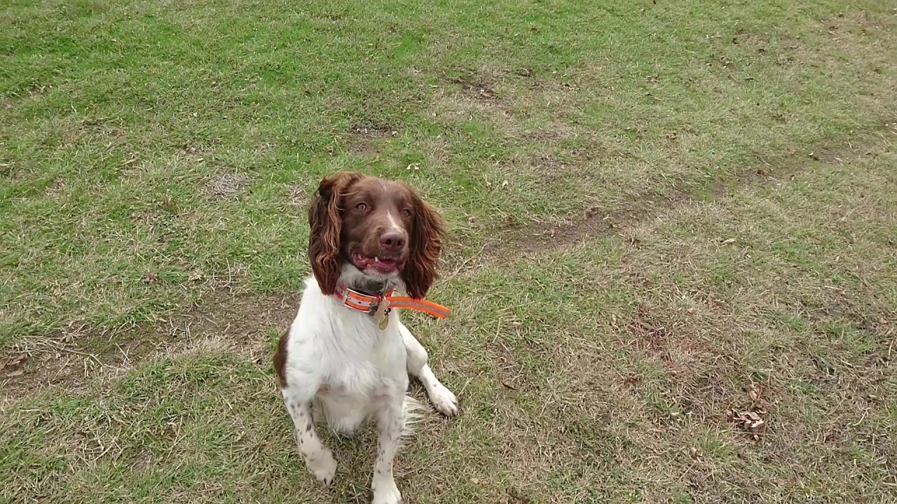 Sherlock the Bugroff termite detection dog - YouTube