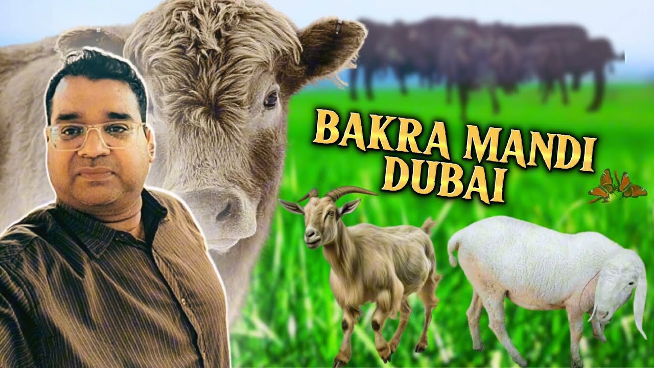 Dubai [4k] Cattle Market Al Qusais - YouTube