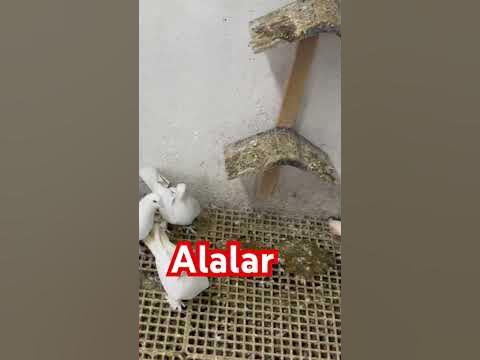Alalar #serdaryurttaş #hayaletler #satılıkgüvercin - YouTube