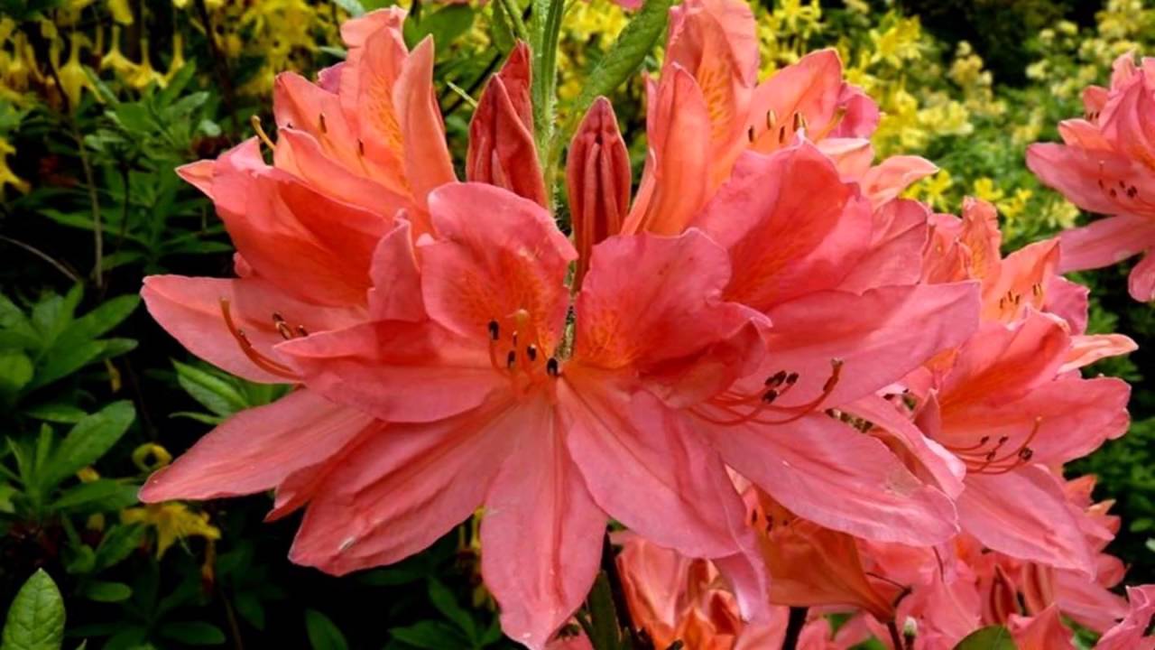 Isabella Plantation Garden - England (HD1080p) - YouTube