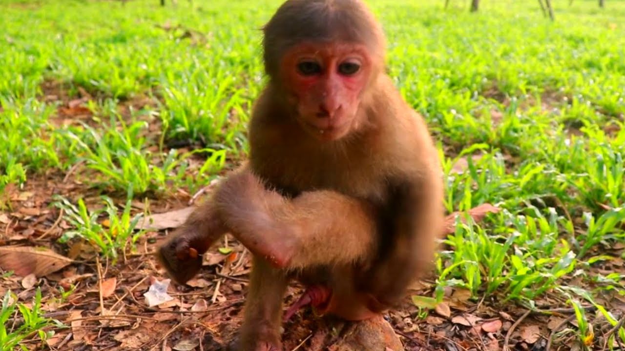 Amazing Wild Monkey Balang | Monkey Tube - YouTube