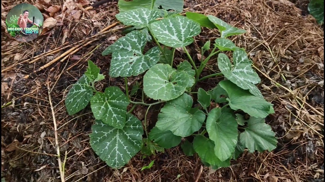 MAHALAGA PO PALA ANG TUYONG DAMO SA KALABASA!!! - YouTube