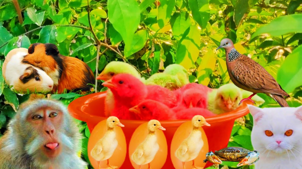 Tangkap Ayam Warna Warni, Ayam Reborn, Ayam Teletubbies, Ayam Pelangi ...