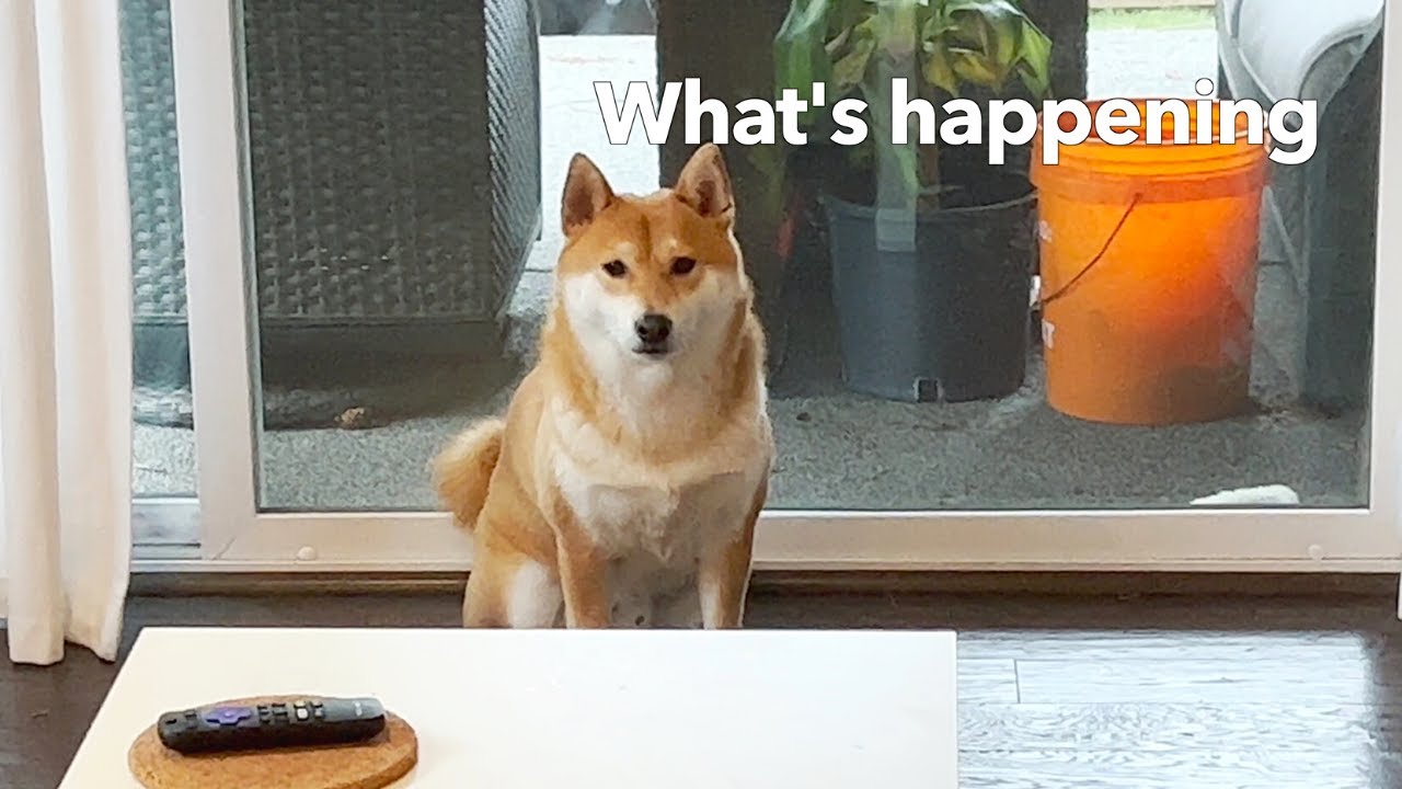 Shiba Inu Demonstrating impressive IQ Skills | Super Shiba - YouTube
