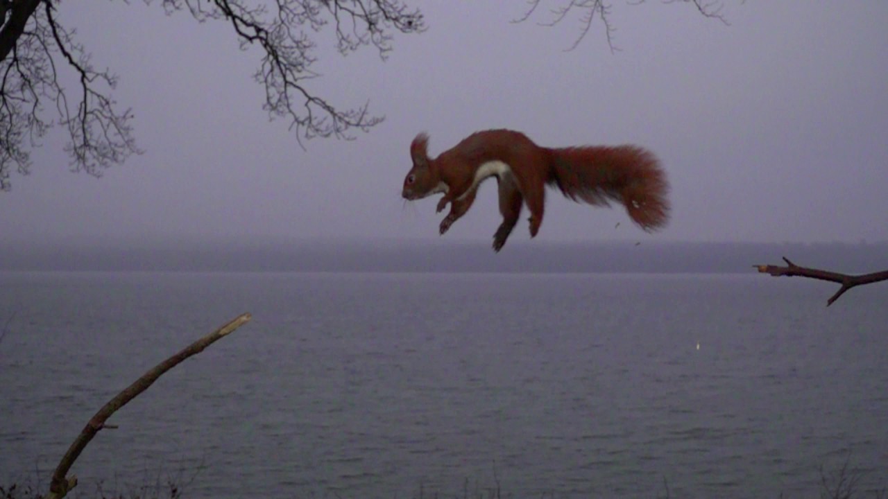 Squirrel jump superslow - YouTube