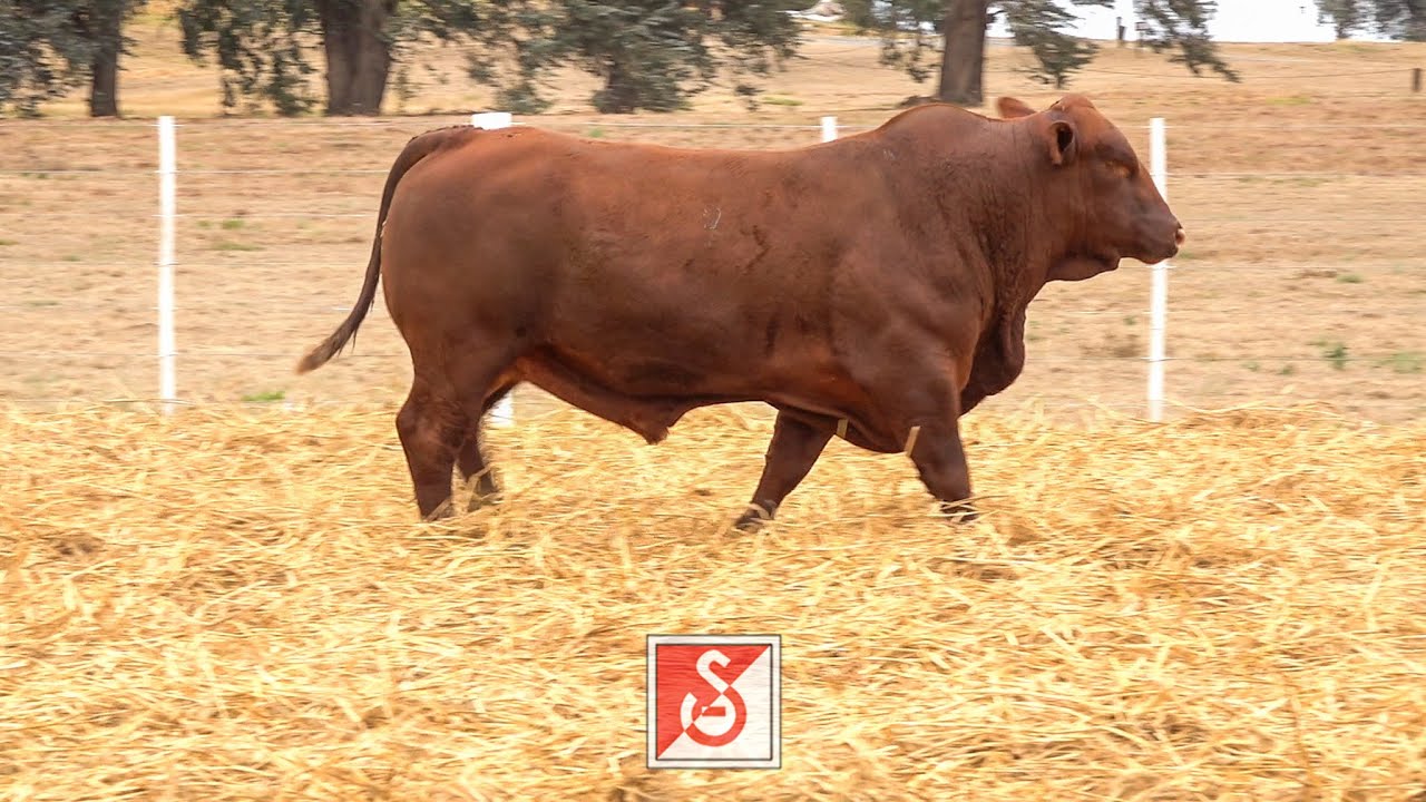 Remate Resistencia, Lote 26B - YouTube