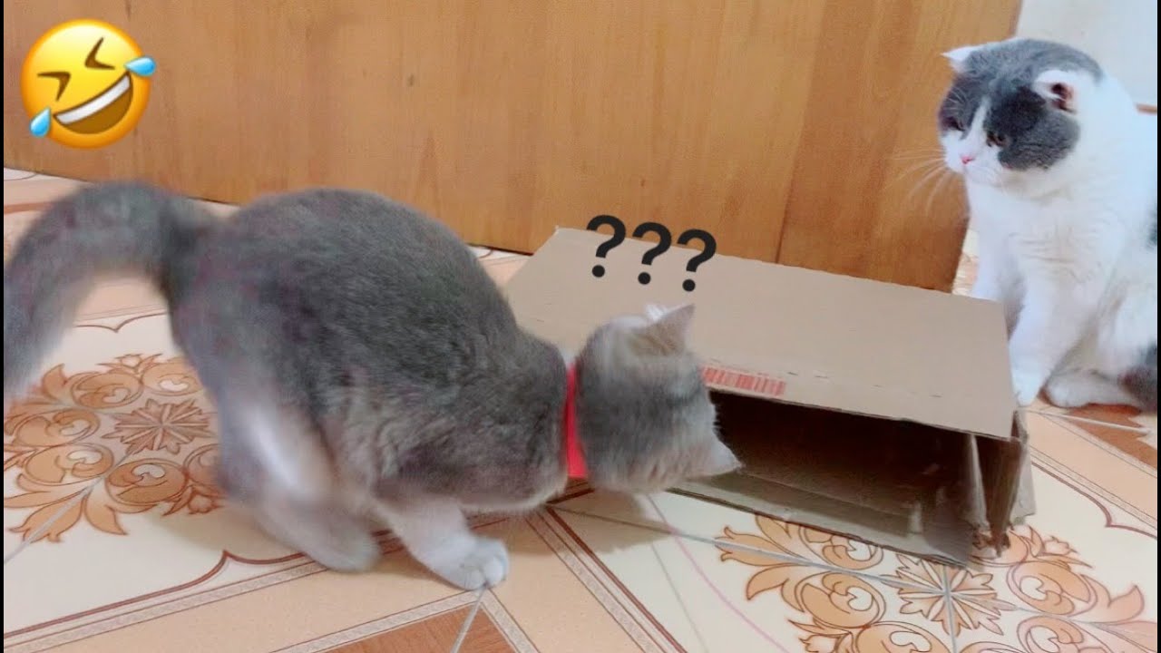 Two funny cats 🤪 too cute #18 - YouTube