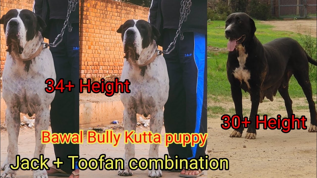 Show Quality Bully kutta puppies for sale ll Indian Mastiff price ll ...