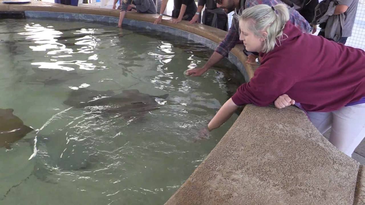 Stingray Touch at Shedd Aquarium - YouTube