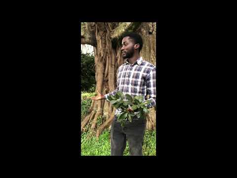 Fig Tree of Kenya - YouTube
