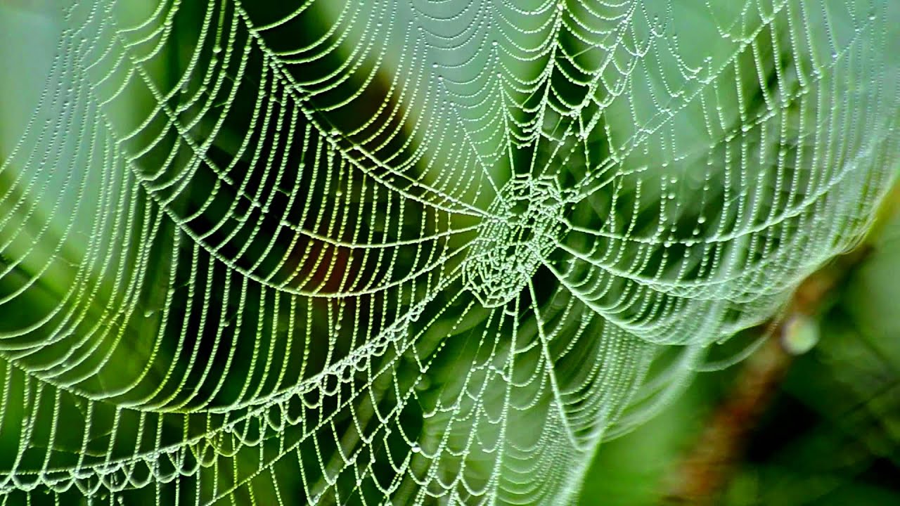 Water droplets on a Spider web - YouTube