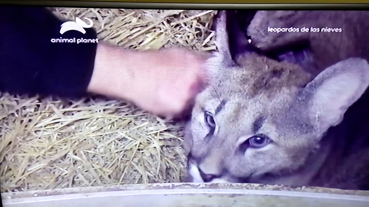 Pumas del Peru - YouTube