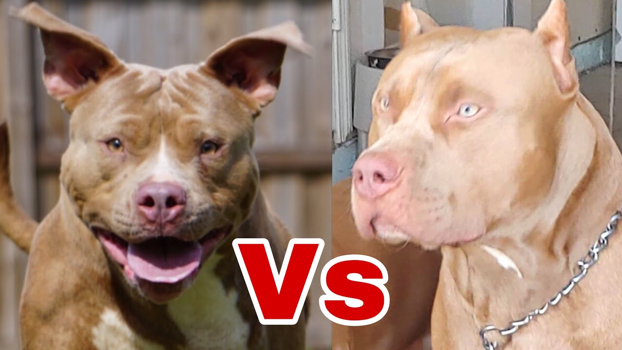 American Bully With Uncropped Ears