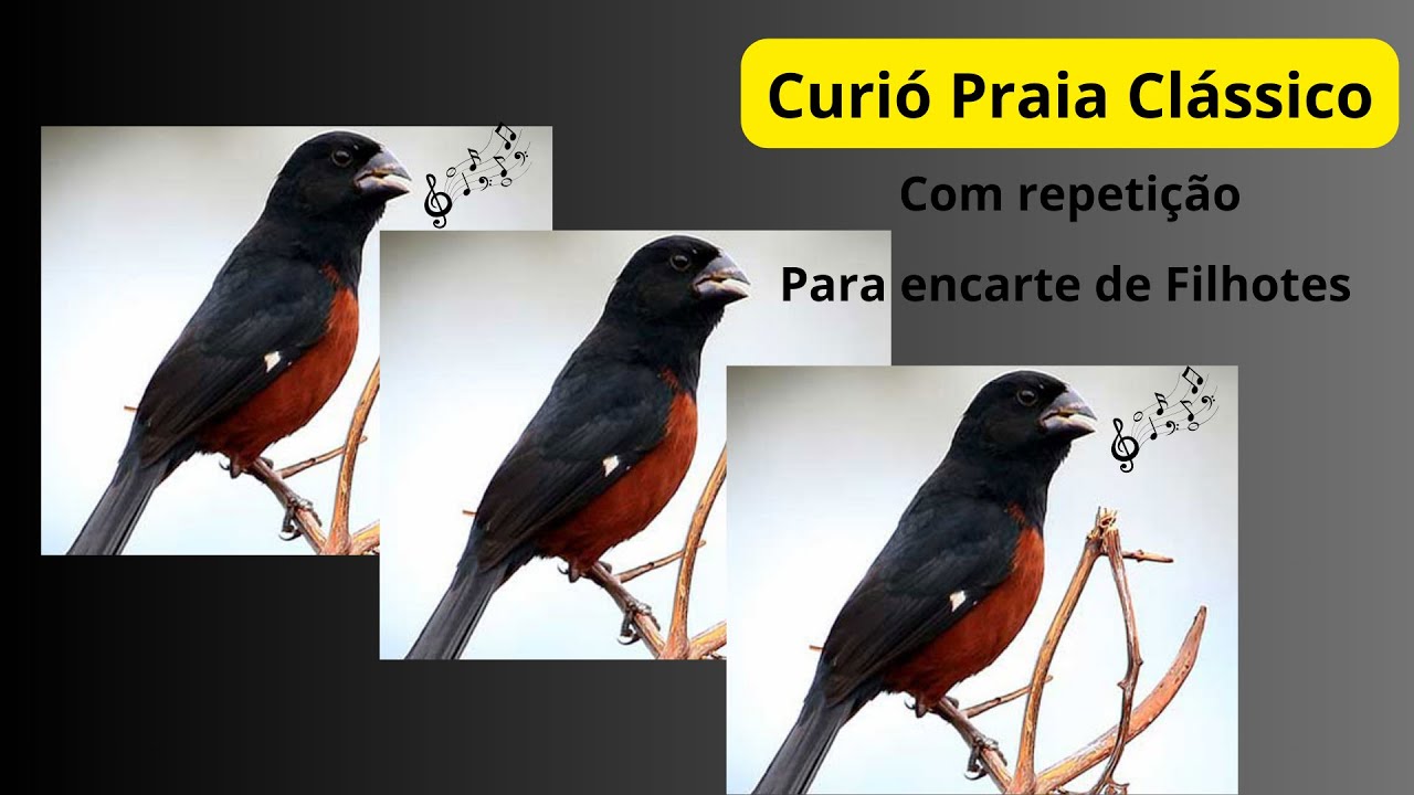 Curió Praia Grande Clássico com Repetição para Encartar seu Filhote ...