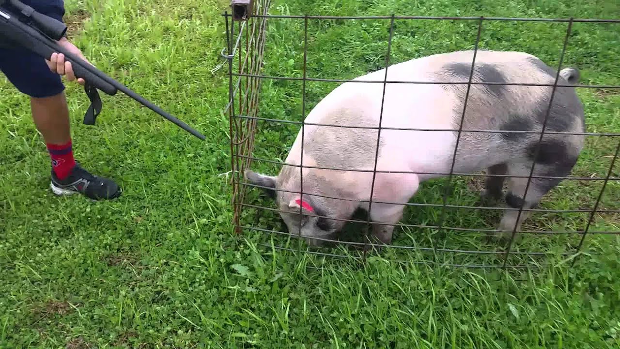 Michael's first pig (harvest). - YouTube