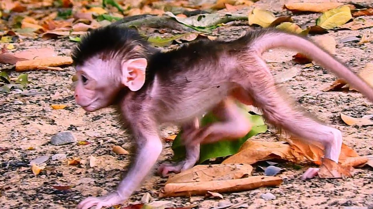 Adorable little monkey showing beautiful body - YouTube