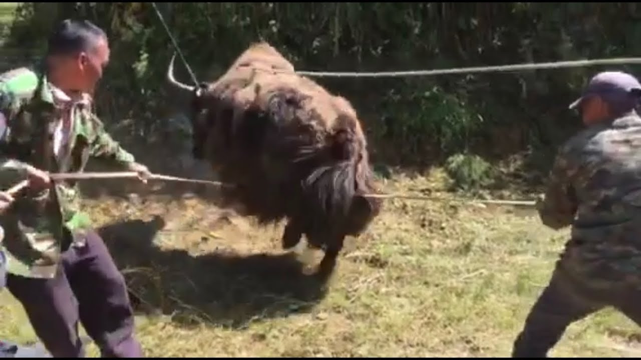 Yaks For Dashain || Dealing with wild raised Yaks in Nachai Village ...
