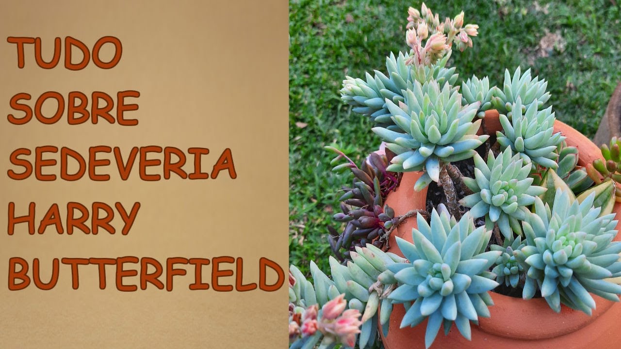 SEDEVERIA HARRY BUTTERFIELD (SEDUM BRASIL) PROPAGAÇÃO E CUIDADOS - YouTube