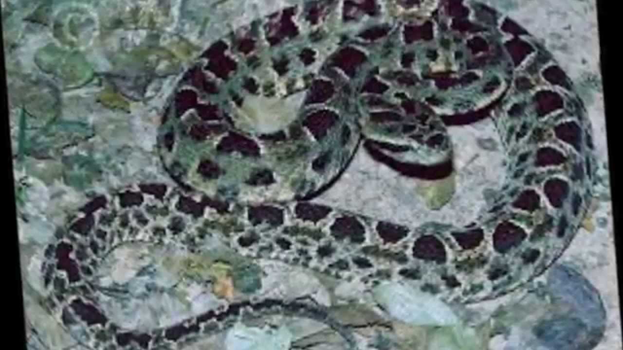 Las Serpientes mas Venenosas que habitan en Bolivia - YouTube