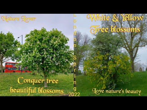 Conquer tree blossoms /Spring beautiful trees blossoms #blossoms # ...