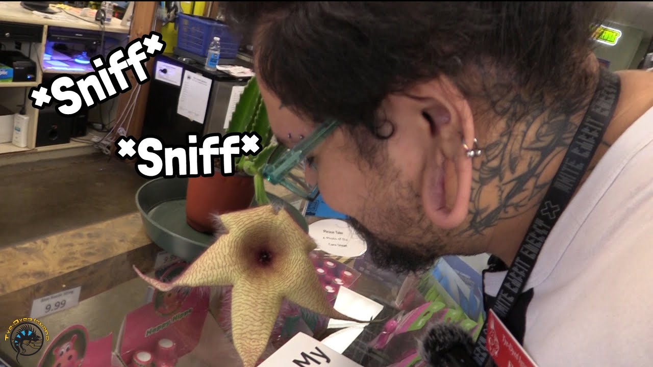 What Does a Starfish Plant Flower Smell Like? 🌺🤢 - Our Team Reacts ...