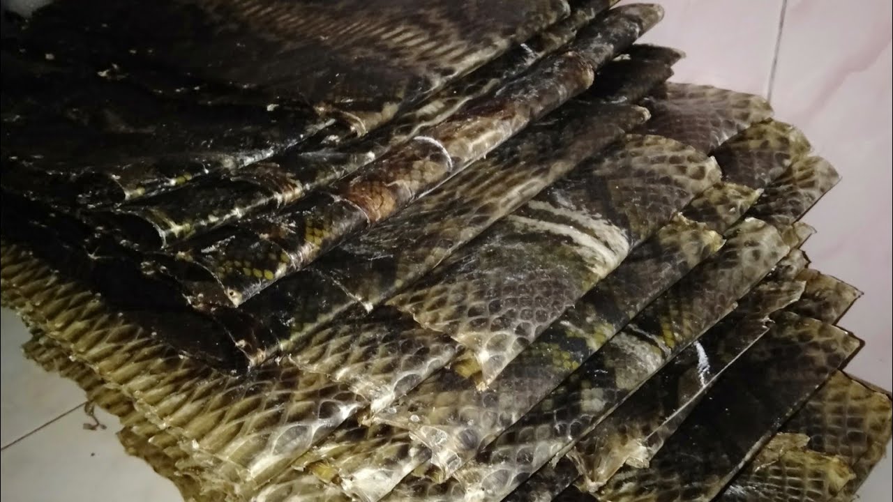 .how to dry reptile skin | cara mengeringkan kulit reptil🙏🙏 - YouTube