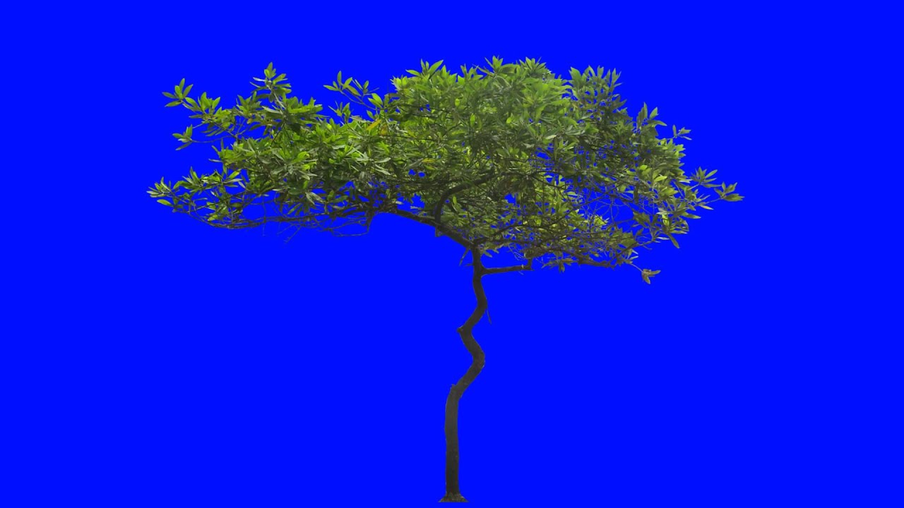 tropical plant 02 in blue screen free stock footage - YouTube