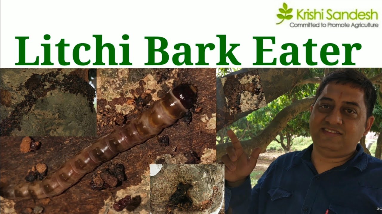 Litchi Bark Eating Caterpillar: Damage and Control #लीची की छाल खाने ...