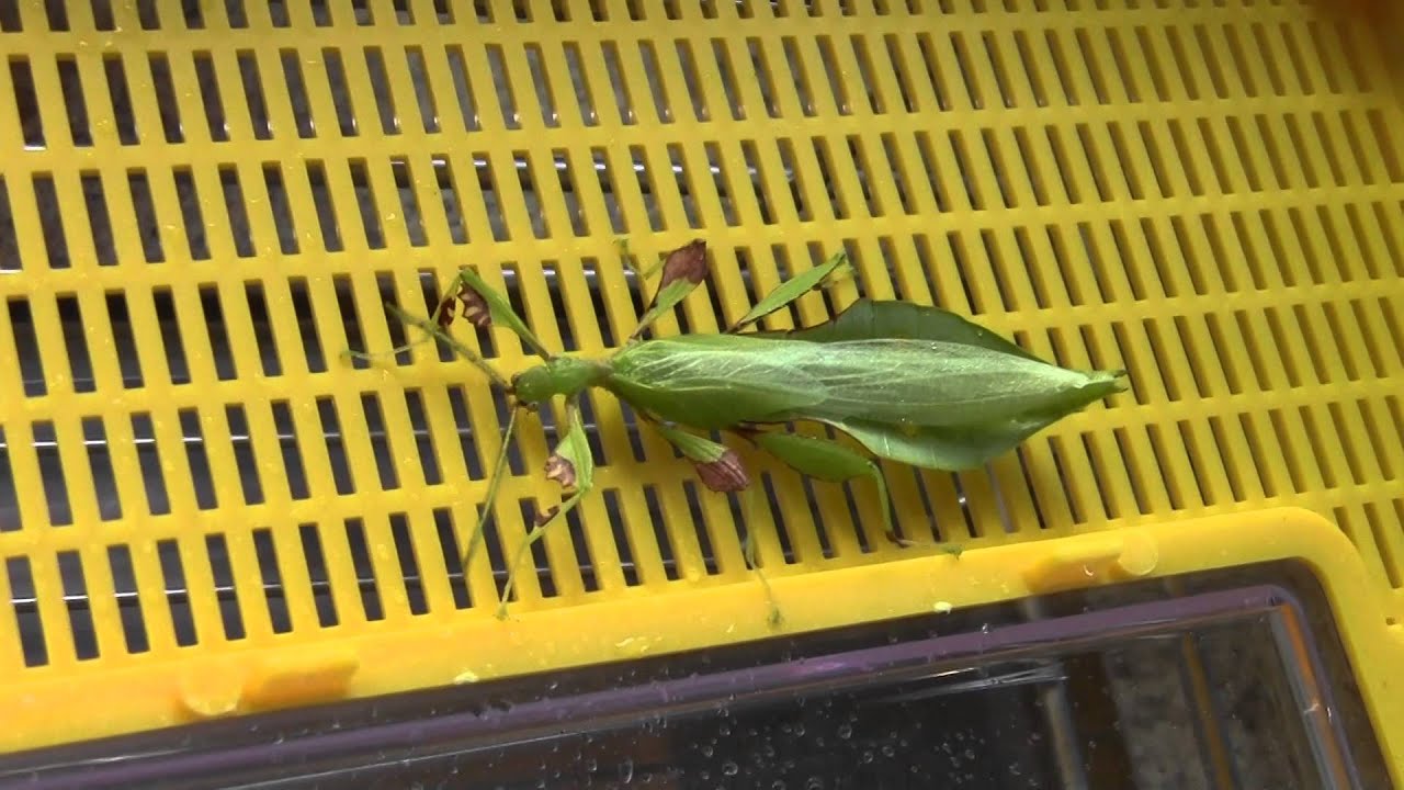 Adult male Phyllium mabantai leaf insect from the Philippines - YouTube