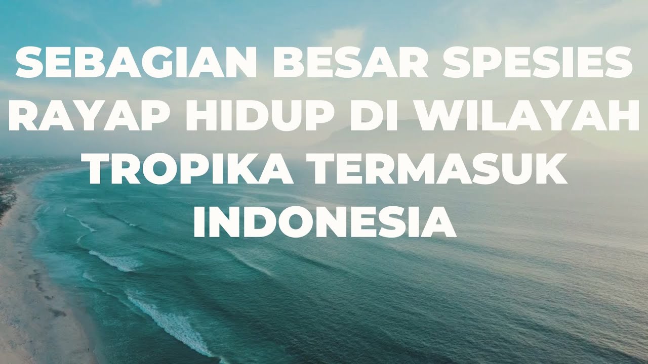 MENGENAL RAYAP Ordo Isoptera - YouTube