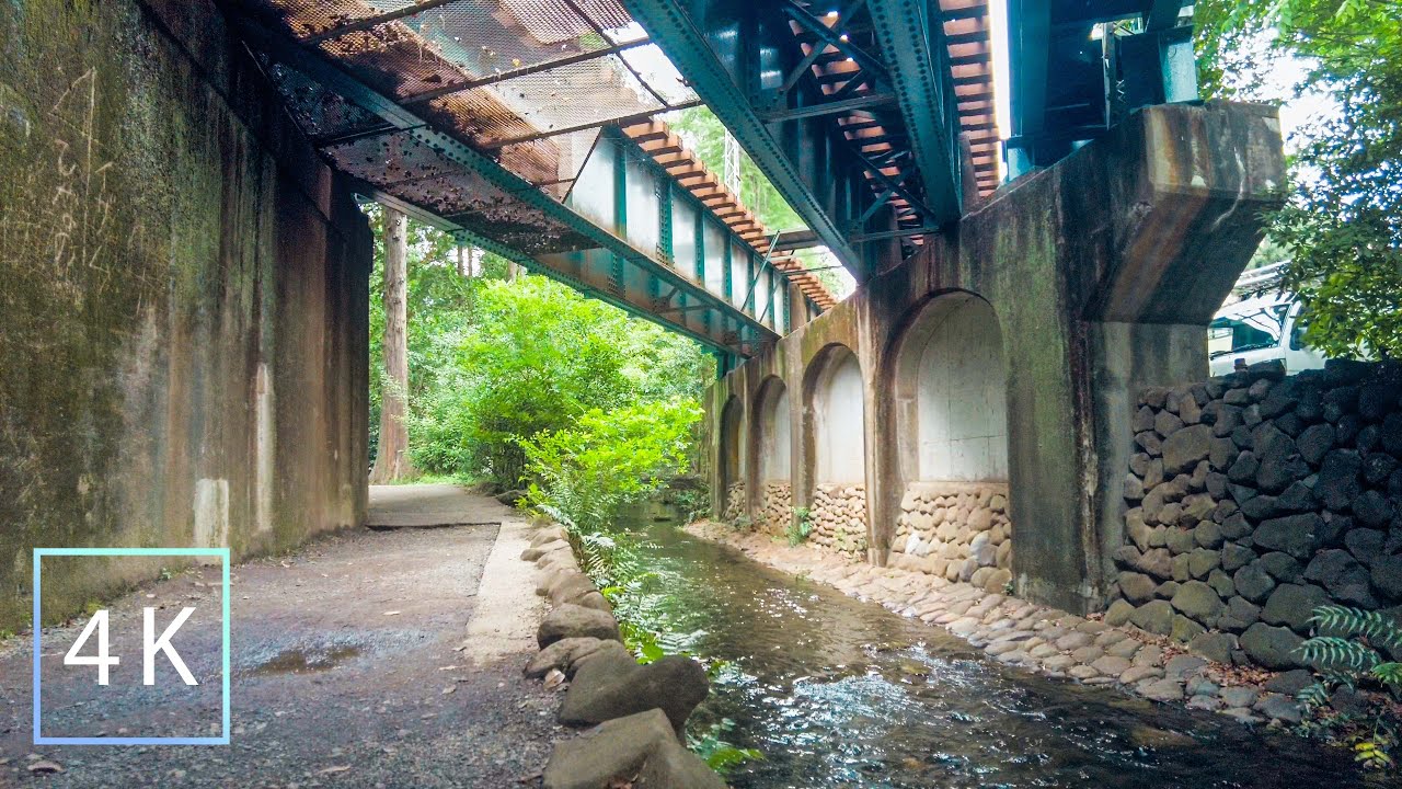 【4K】Tokyo Walk・Walking around Inokashira Park in June【ASMR】 - YouTube