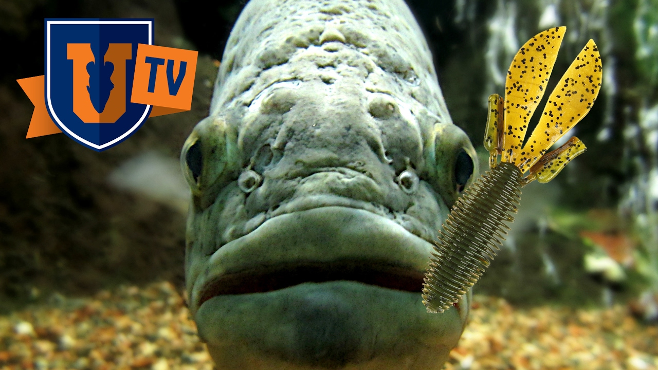 Best Big Bass Beaver Style Bait D Bombs By Missile Baits Bass Manager The Best Bass
