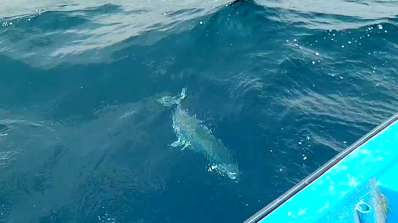 LONGLINE FISHING//NEVER SEEN THIS FISHING QUEEN FISH CATCHING AT ...