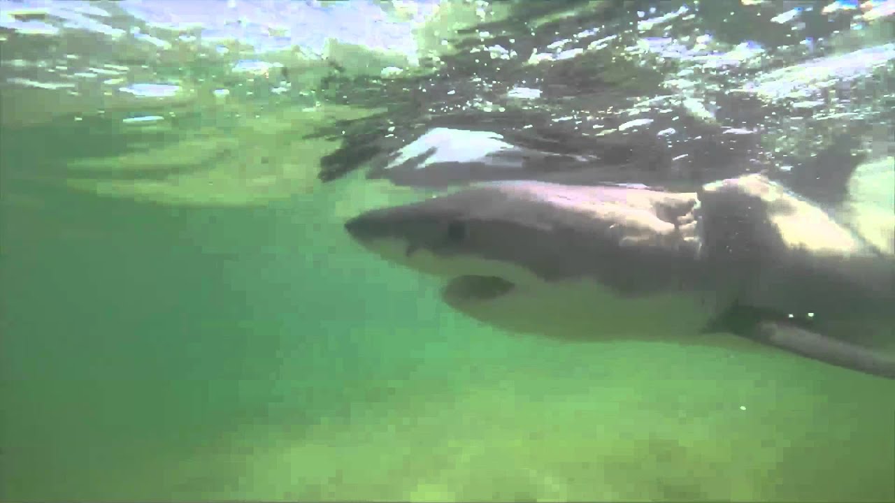 People rescue beached great white shark - YouTube