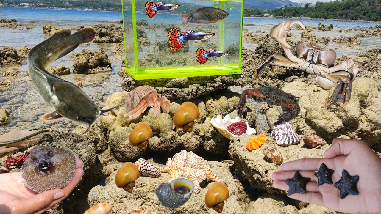 Seek and Find Starfish, Kelomang, Sea Crabs, Ikan Hias, Siput Laut ...