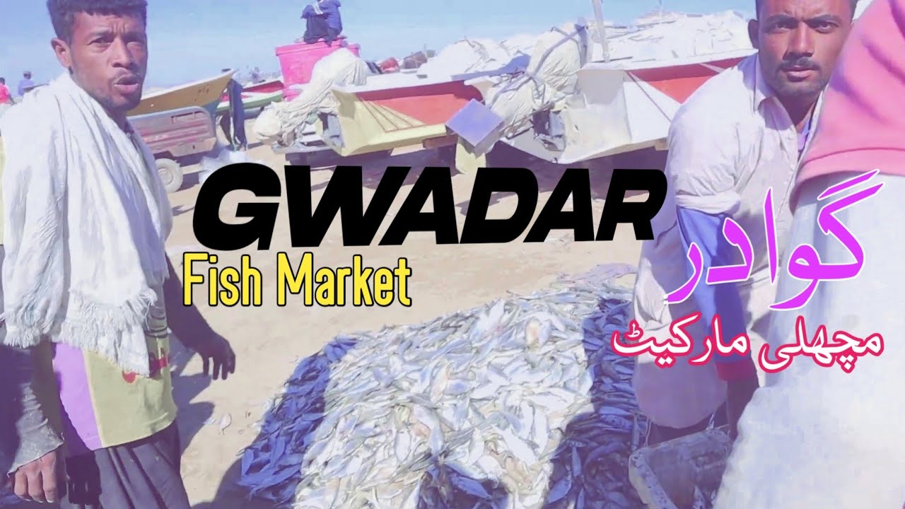 GWADAR FISH BAY Ft @FareedGwadari | VLOG - YouTube