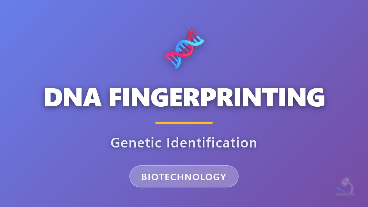 DNA Fingerprinting Explained: Genetic Identification | Biotechnology ...