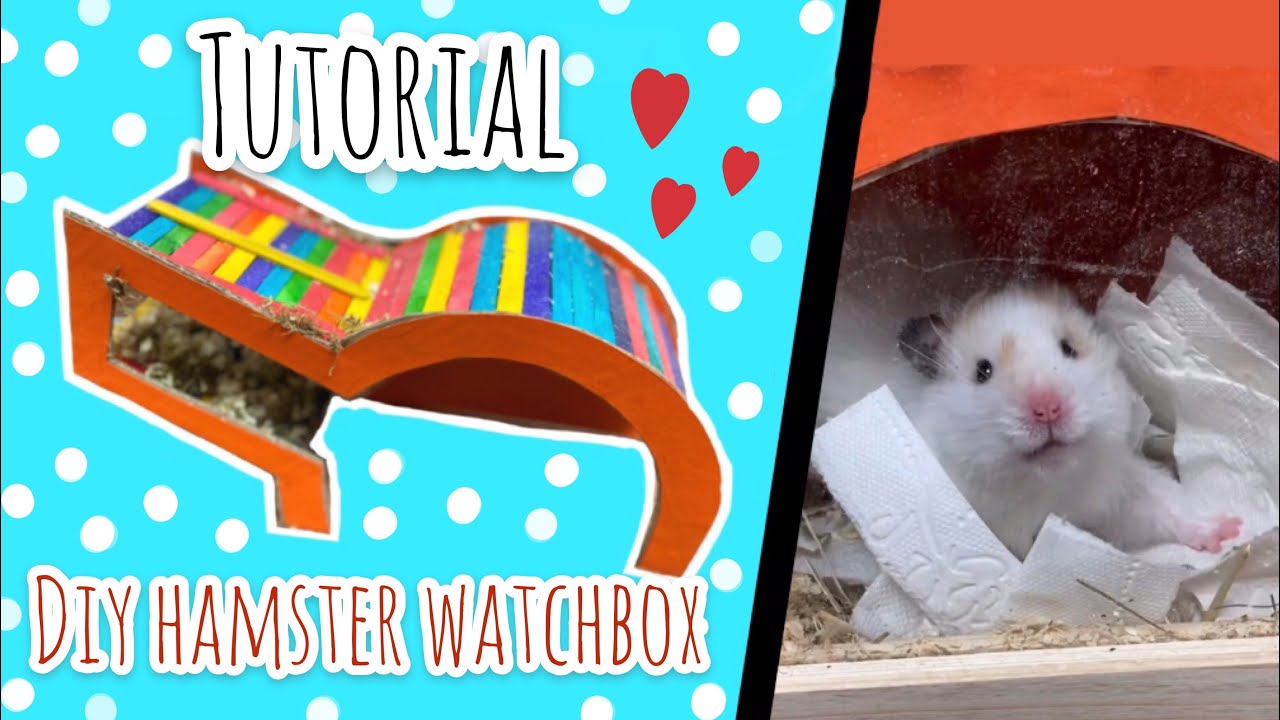 HOW TO MAKE A DIY HAMSTER WATCHBOX (TUTORIAL) - YouTube