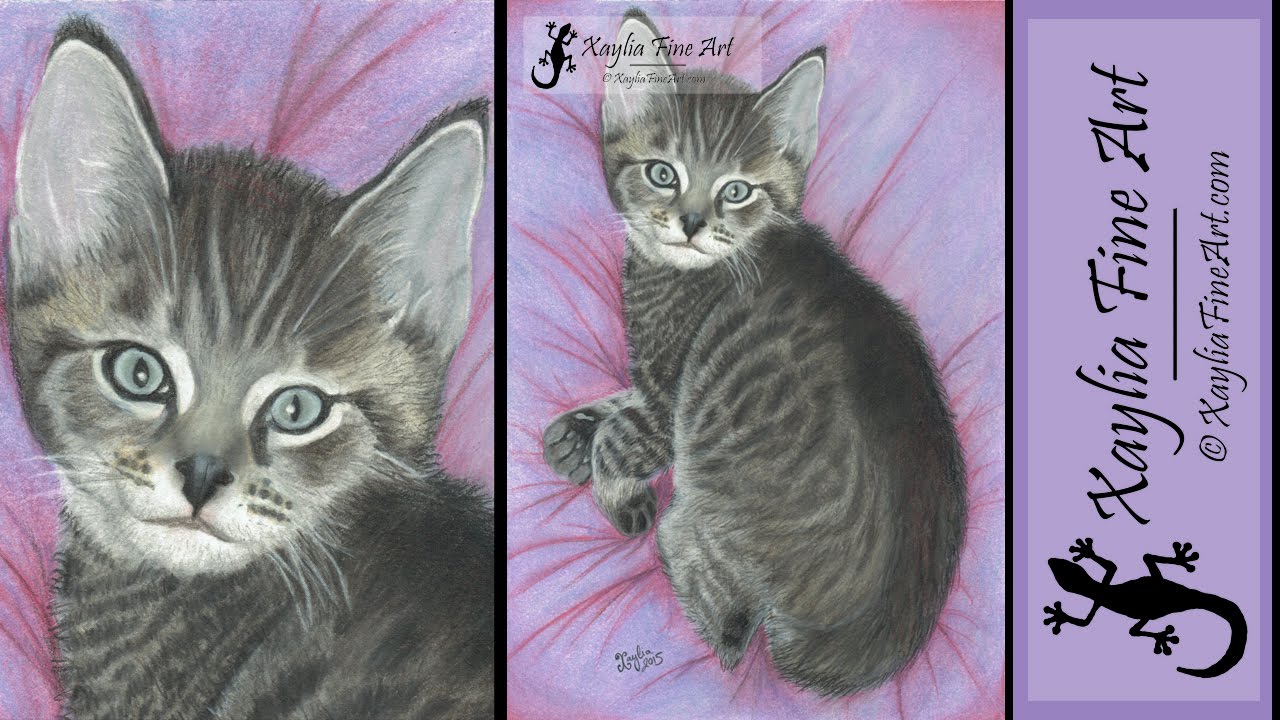 Speed drawing: how to draw a kitten pet portrait in coloured pencil ...