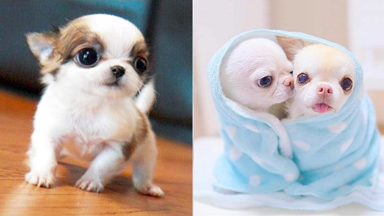 Những chú chó con Tổng hợp video về chú chó dễ thương vui nhộn Cute and ...