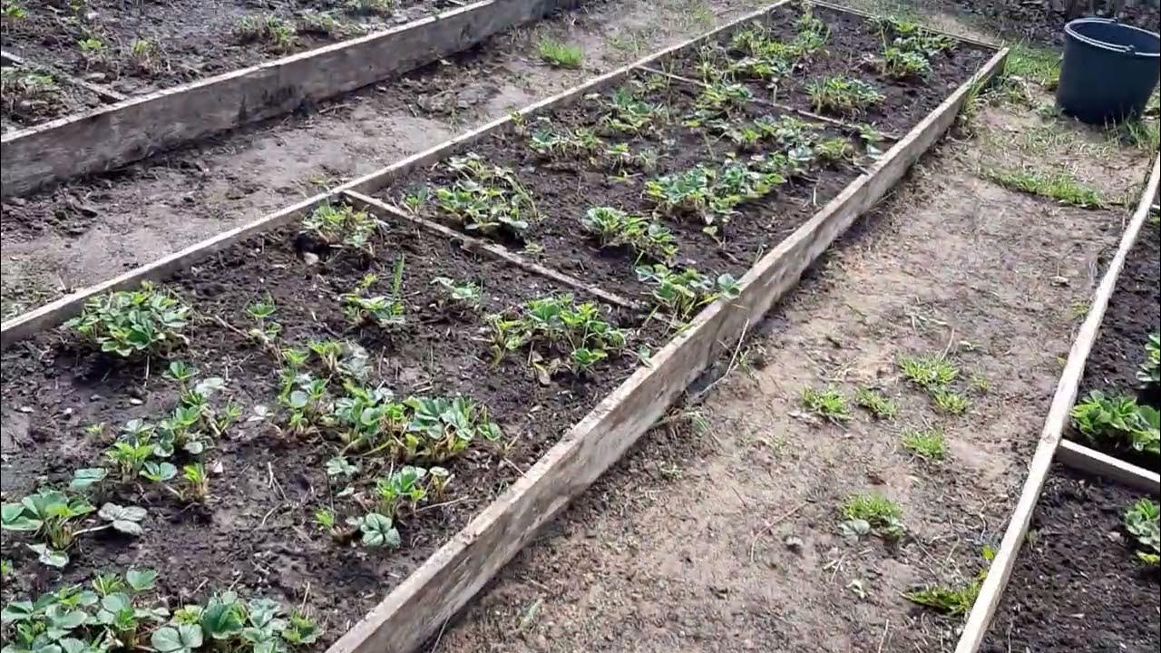Сад в начале мая. Защита грядок от кошек. - YouTube