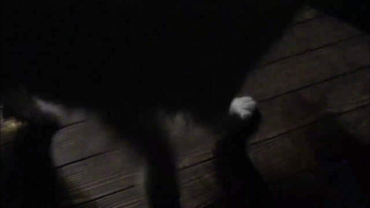 今晩はお利口さんでした Youtube