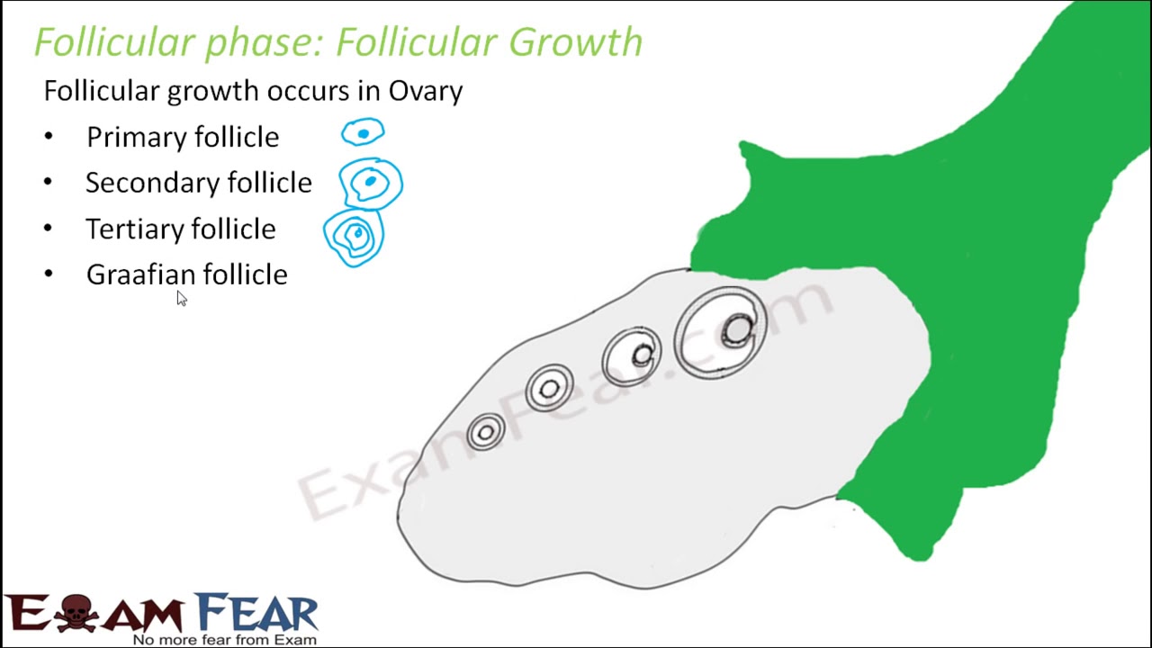 Biology Human Reproduction part 14 Follicular Phase class 12 XII - YouTube