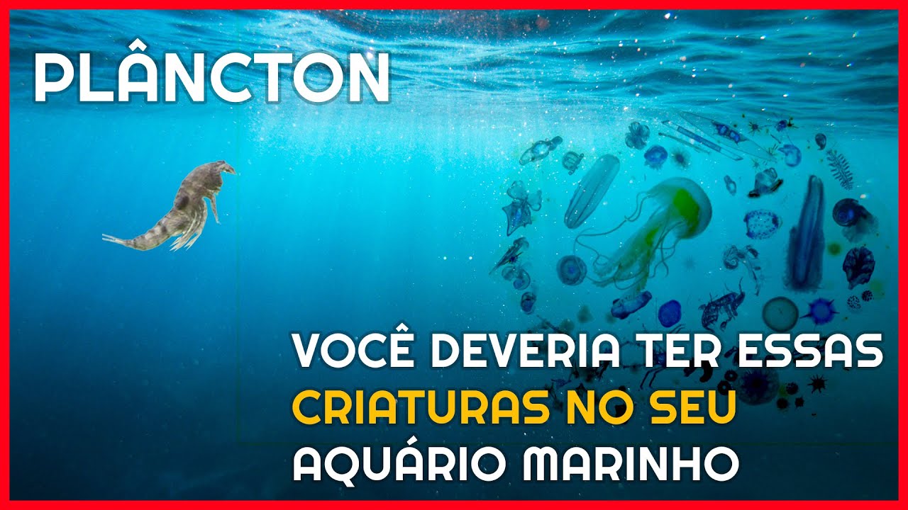 Os benefícios do plâncton no seu aquário marinho - Academia do Aquário ...