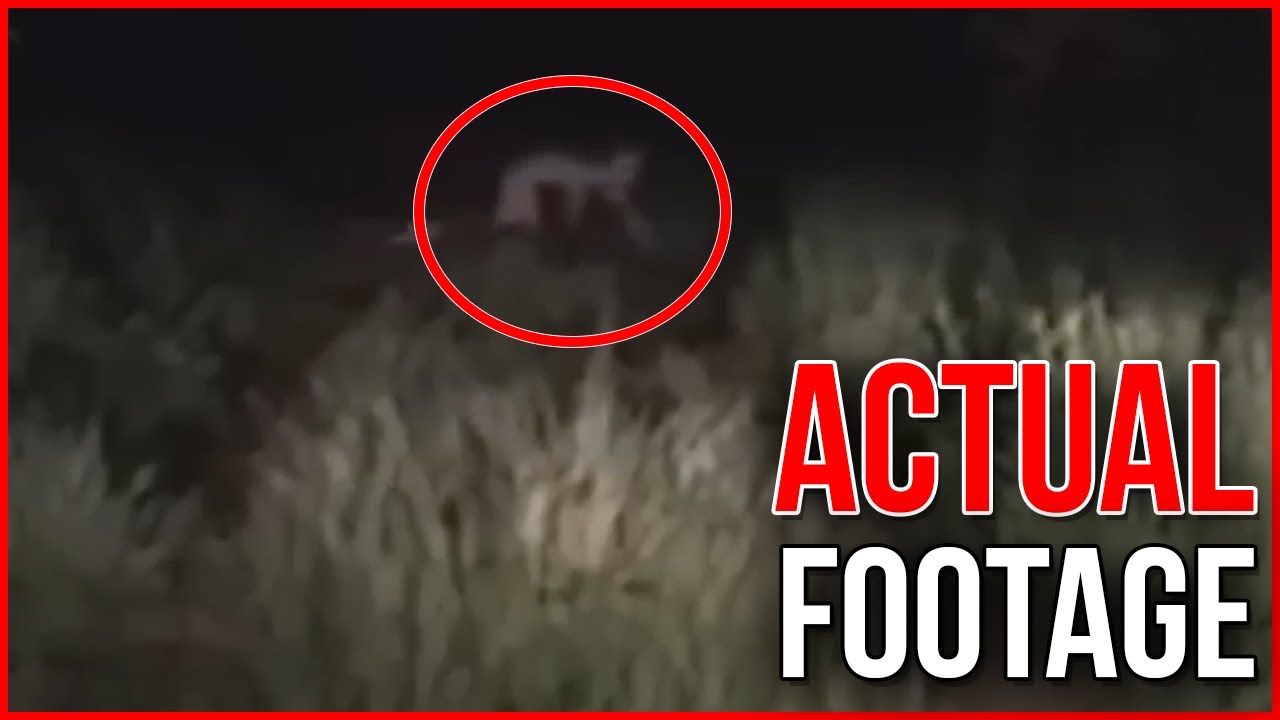 Unknown Species Caught on Trail Cam Footage | Caught on Cam - YouTube