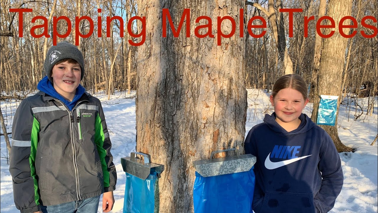 How to Tap Maple Trees Using Bags - YouTube