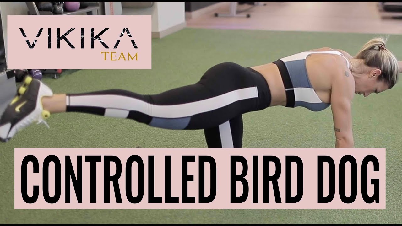 Controlled Bird Dog I@VIKIKATEAM - YouTube
