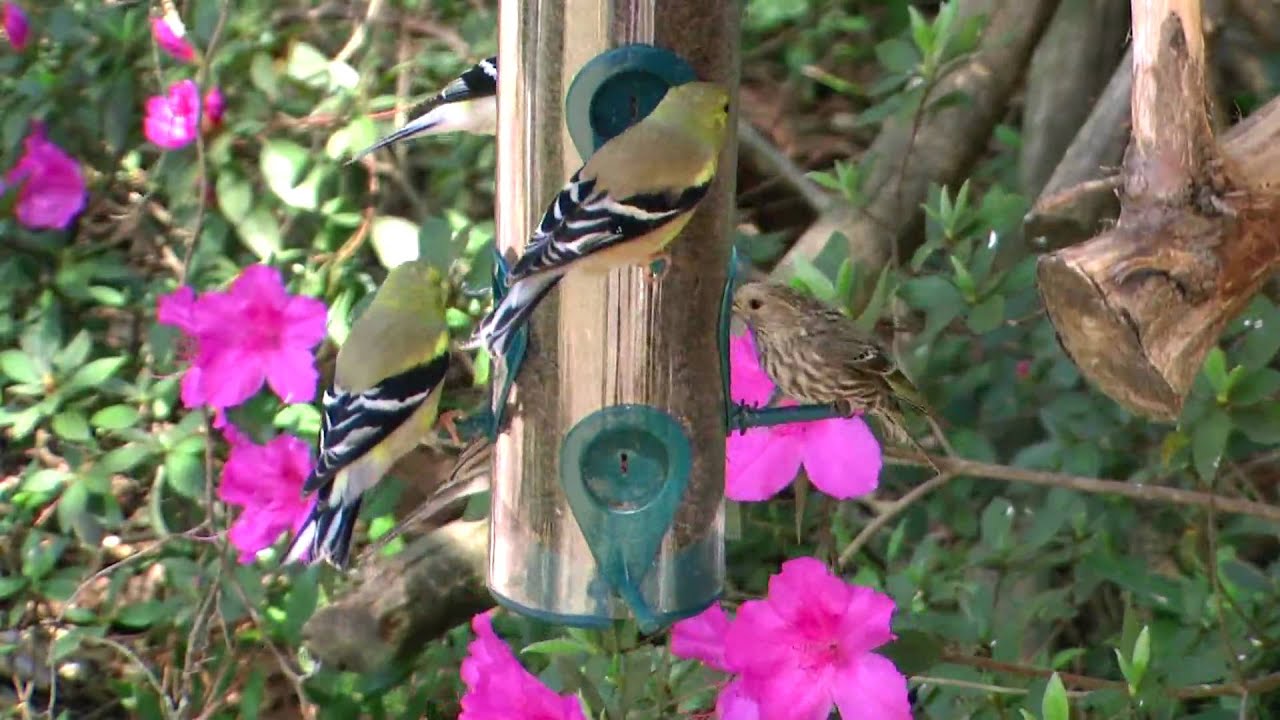 Pine Warblers at Thistle Seed Feeder, HD version - YouTube